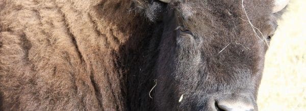 Animals of Bear Country | Rapid City, SD | Bear Country USA